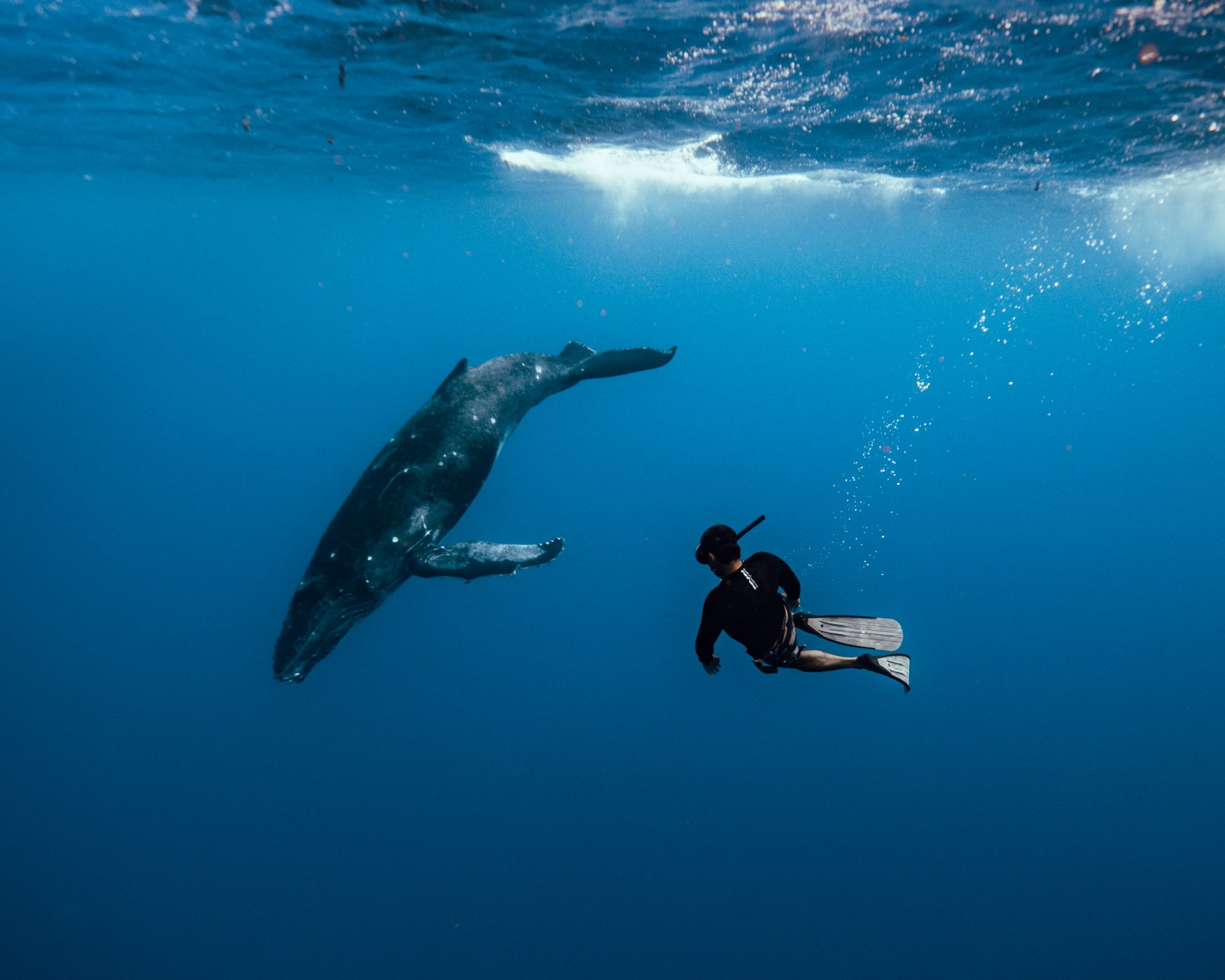 Whale Watching & Swimming - Moorea, French Polynesia | Corallina Tours